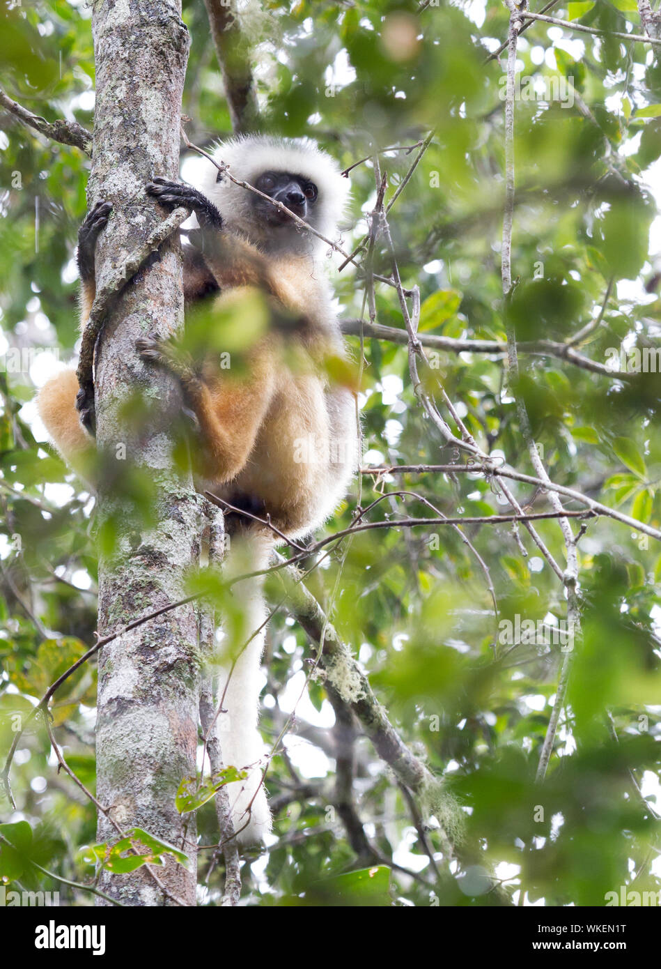 Golden Sifaka, dancing lemur of Madagascar, Africa Stock Photo - Alamy