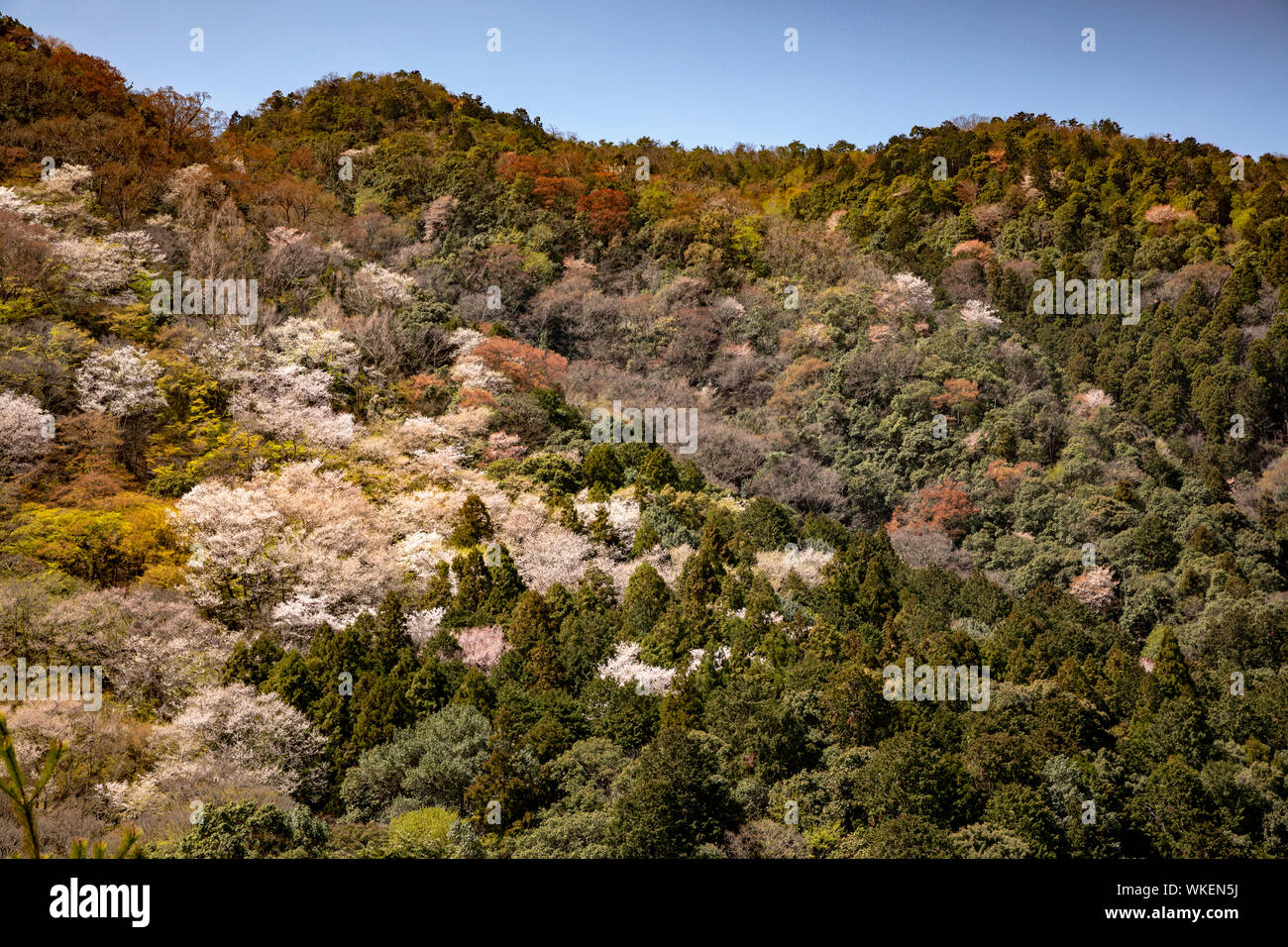 Cherry trees in forested hillside Arashiyama, Kyoto, Japan Stock Photo ...