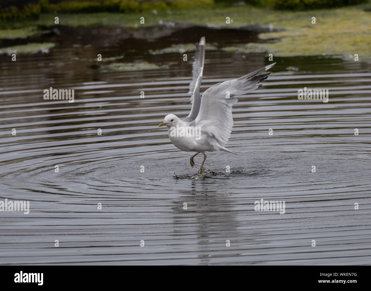 Common gull (Larus canus) washing in brackish pool, Grutness, Sumburgh ...