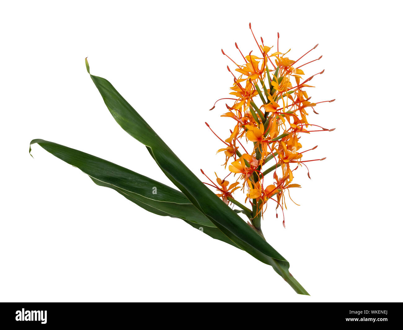 White tara hi-res stock photography and images - Alamy