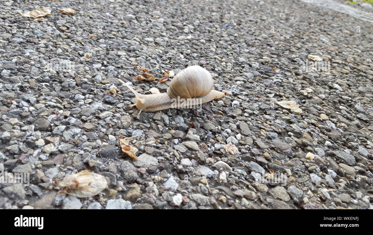 Beach snail hi-res stock photography and images - Alamy