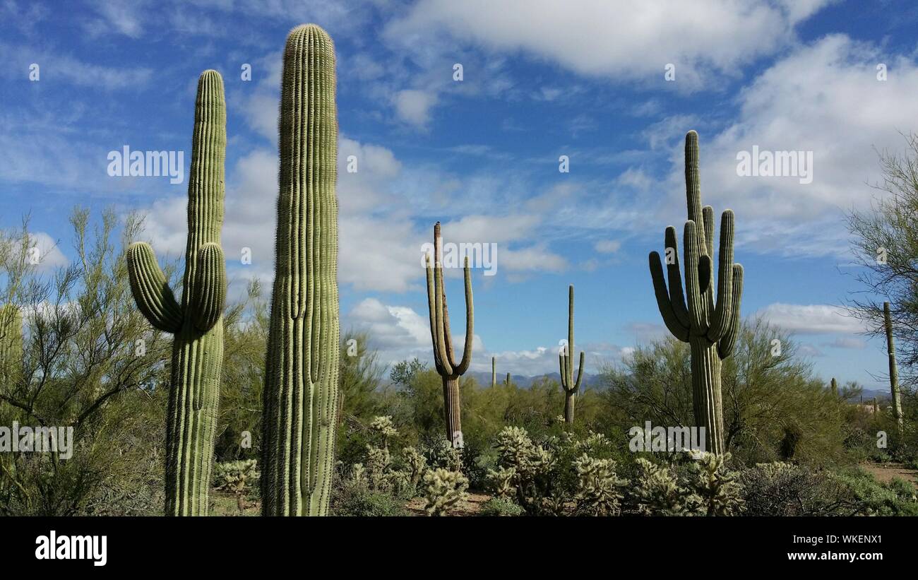 Cardon Cactus High Resolution Stock Photography and Images - Alamy