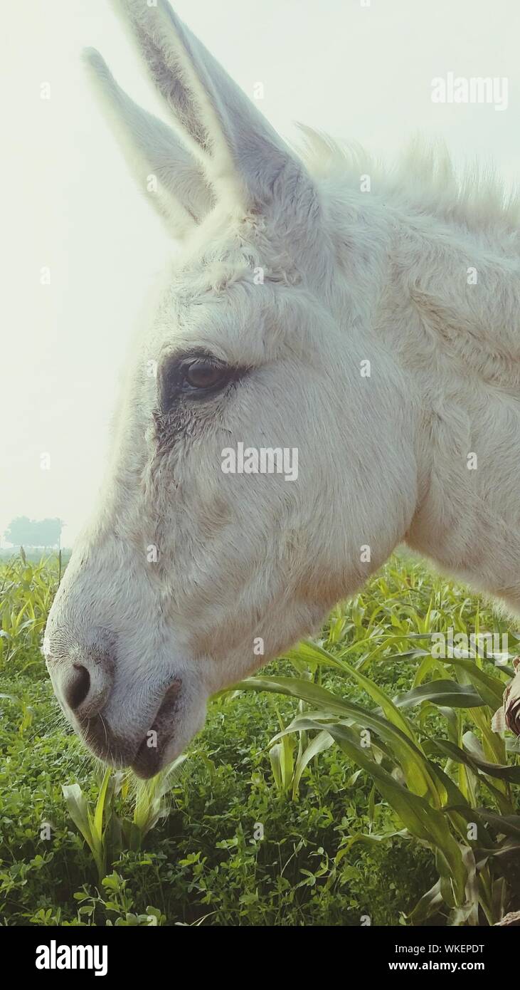 White Donkey High Resolution Stock Photography and Images - Alamy