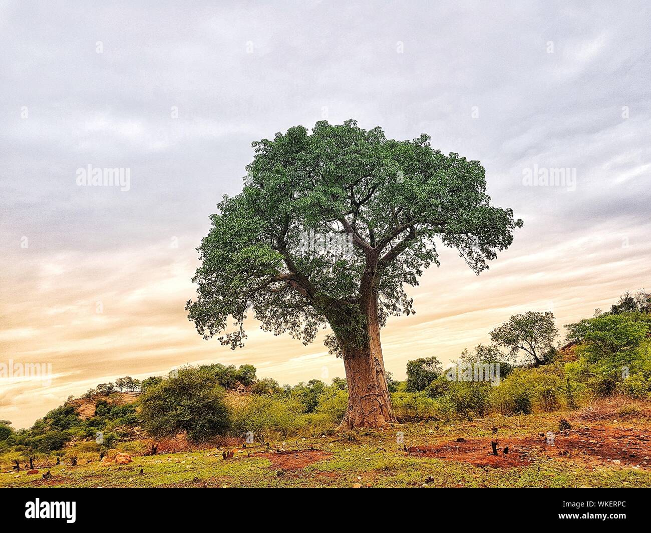 Tete Mozambique High Resolution Stock Photography and Images - Alamy