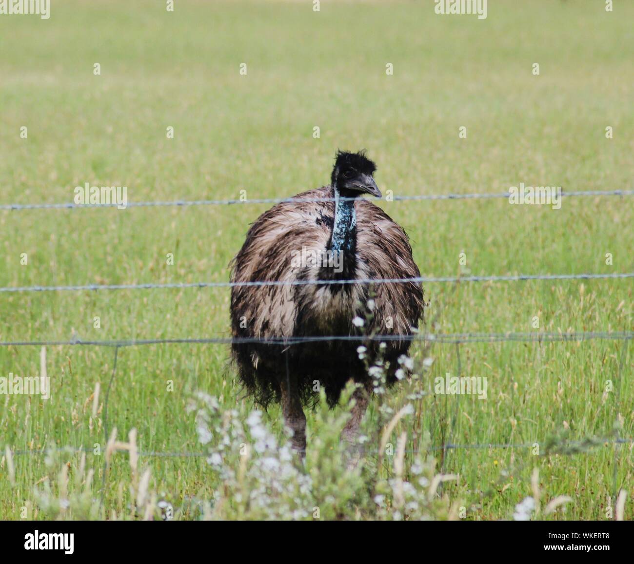 Emu fence hi-res stock photography and images - Alamy