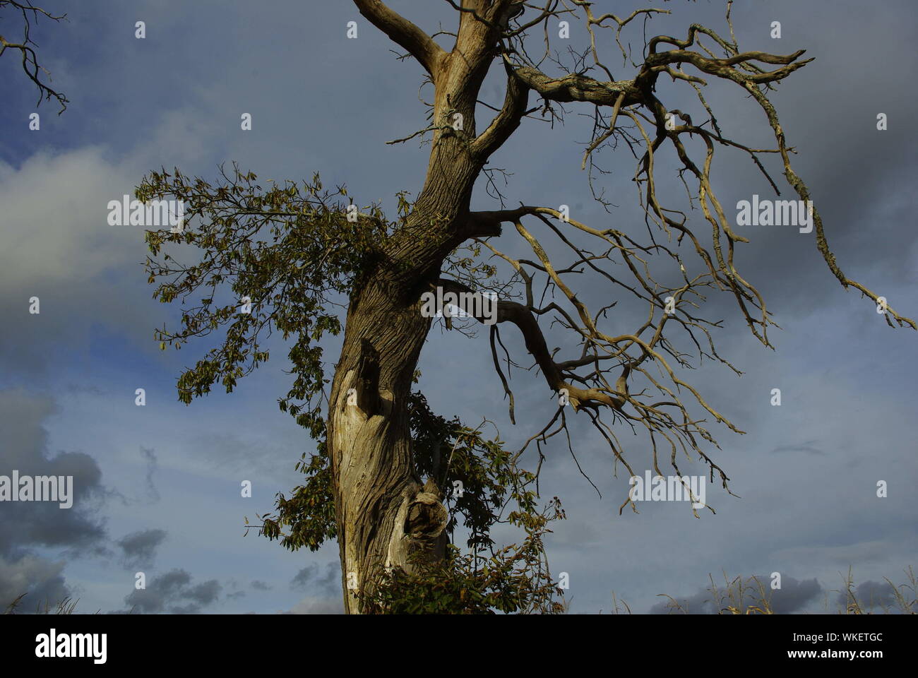 Twisted Tree Trunk High Resolution Stock Photography and Images - Alamy