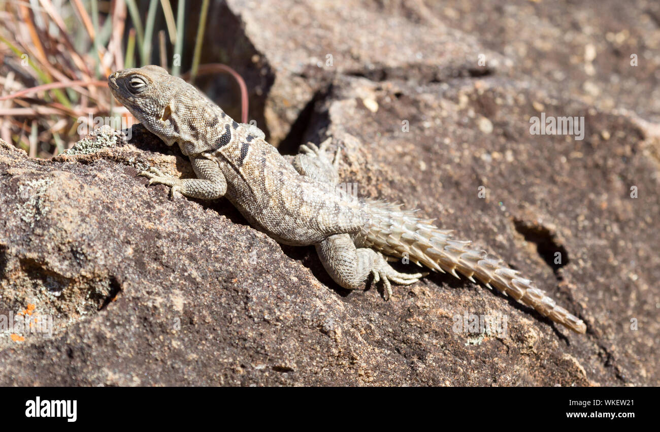 Spiny tailed Iguana, Oplurus cyclurus, in Isalo national park ...
