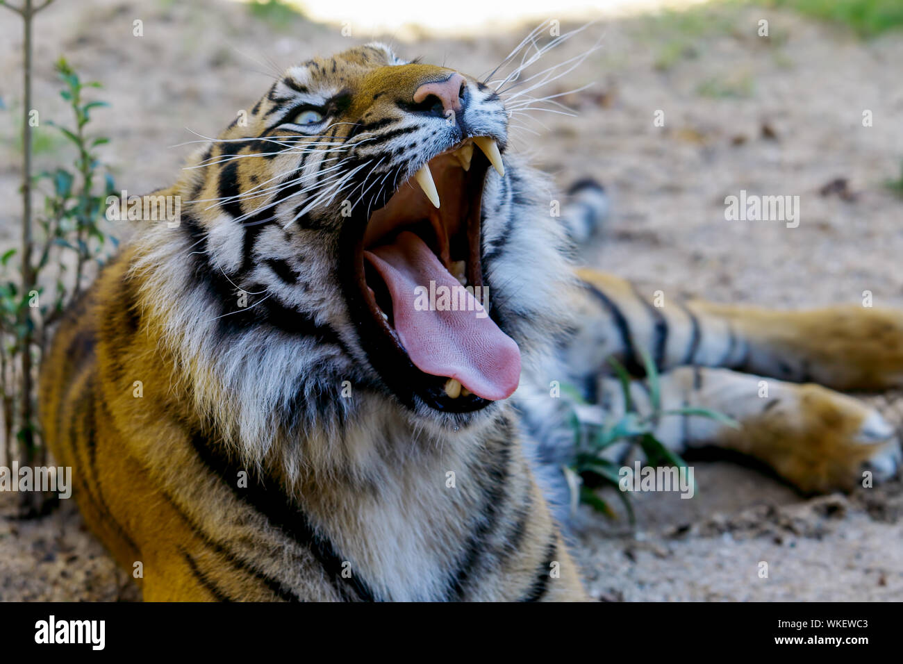 Tiger Close Up Teeth High Resolution Stock Photography and Images - Alamy