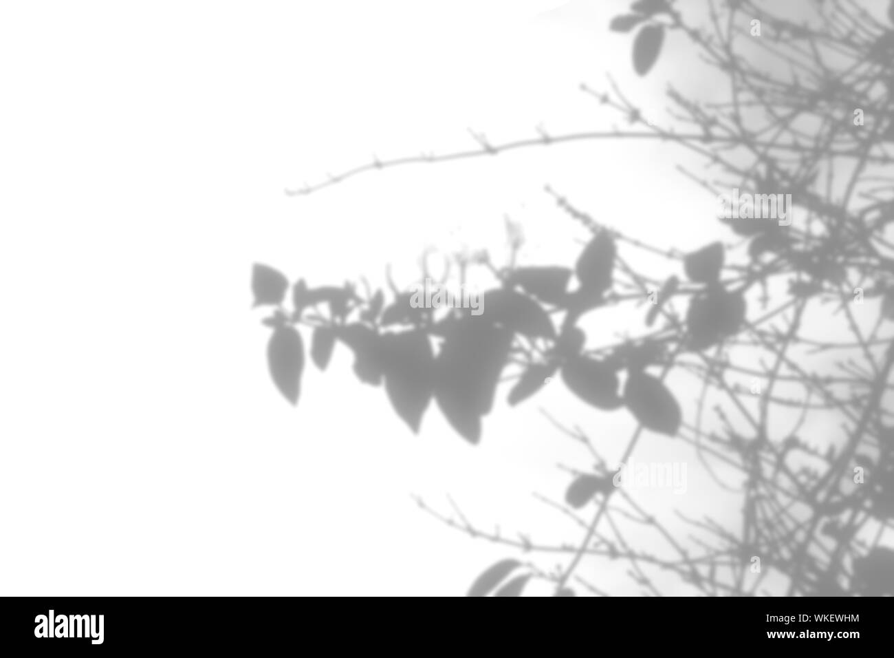 An organic plant shadow overlay, a blurred tree branch shape, an ...