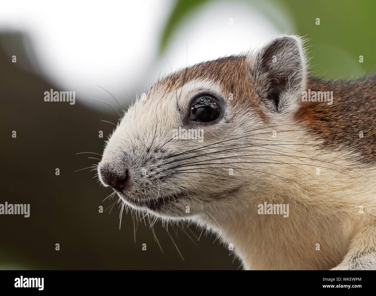 Closeup Head of Squirrel Isolated on Background Stock Photo - Alamy