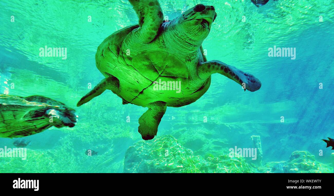 Turtles captivity hi-res stock photography and images - Alamy