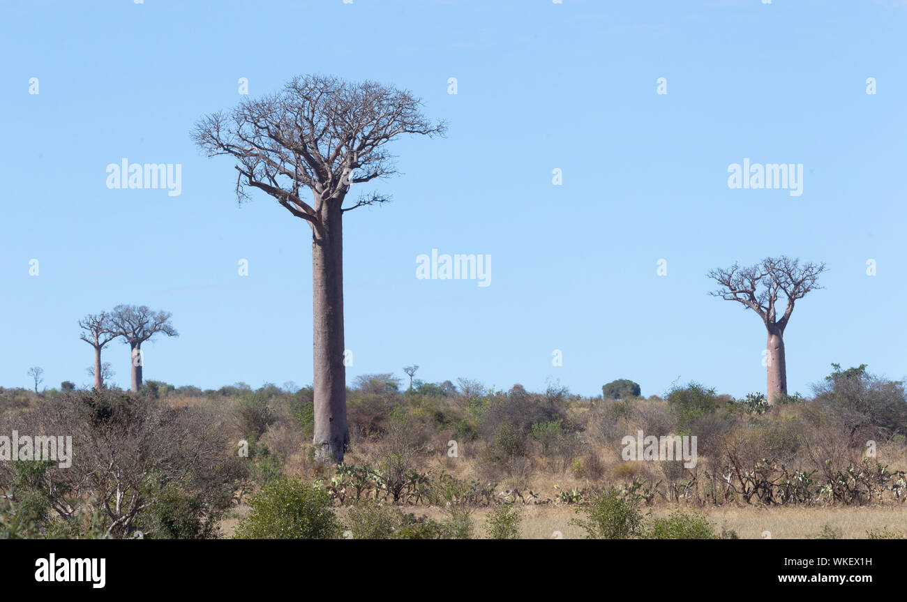 Baobab trees on sunny day in Madagascar, Africa Stock Photo - Alamy