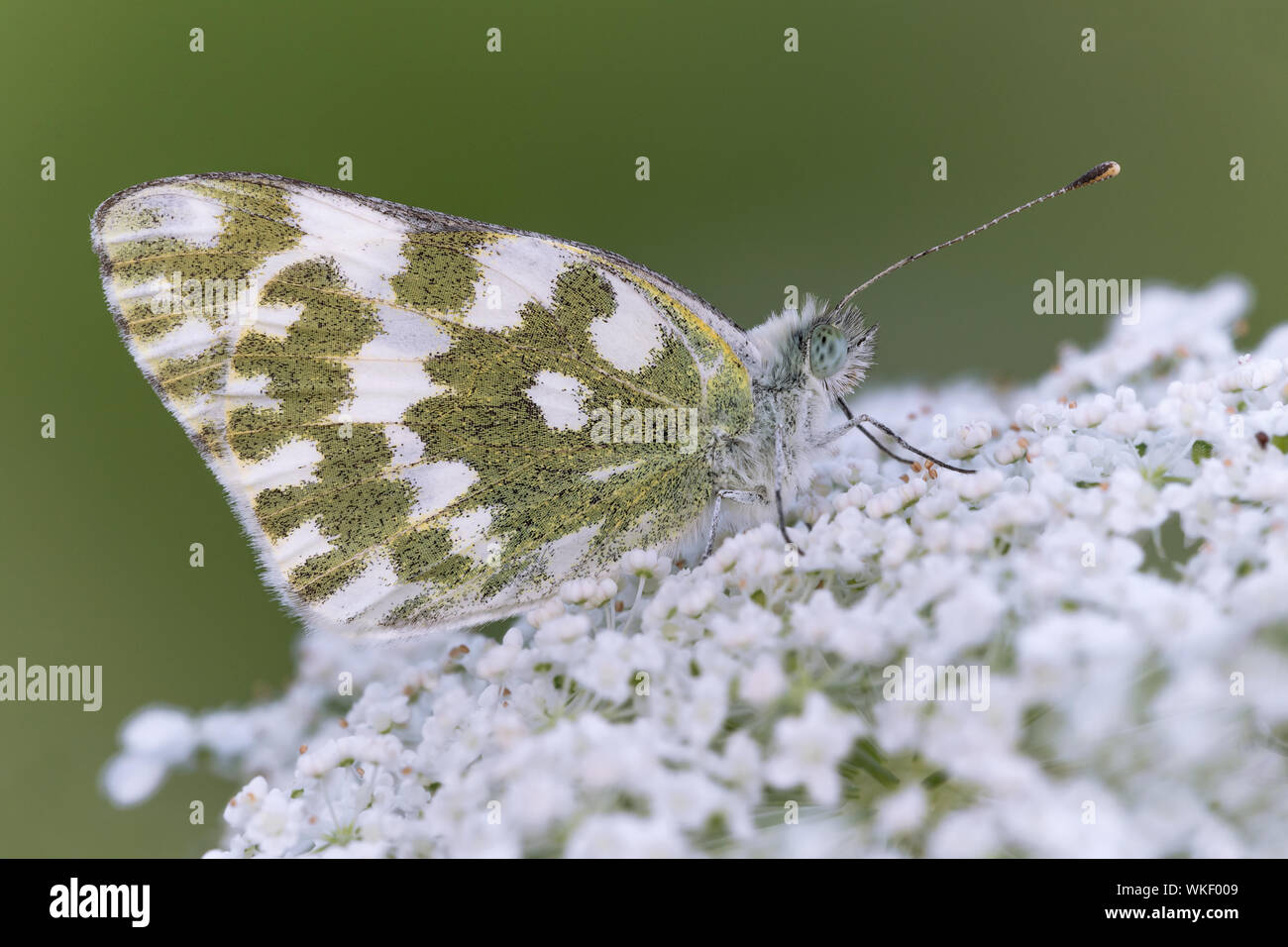 The eastern Bath white butterfly (Pontia edusa Stock Photo - Alamy
