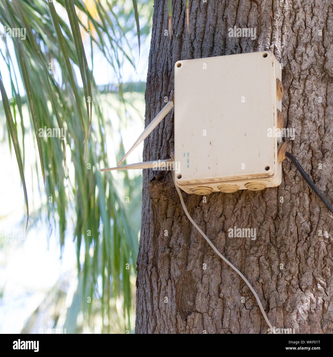 Wireless router hanging in a tree - Madagascar Stock Photo - Alamy