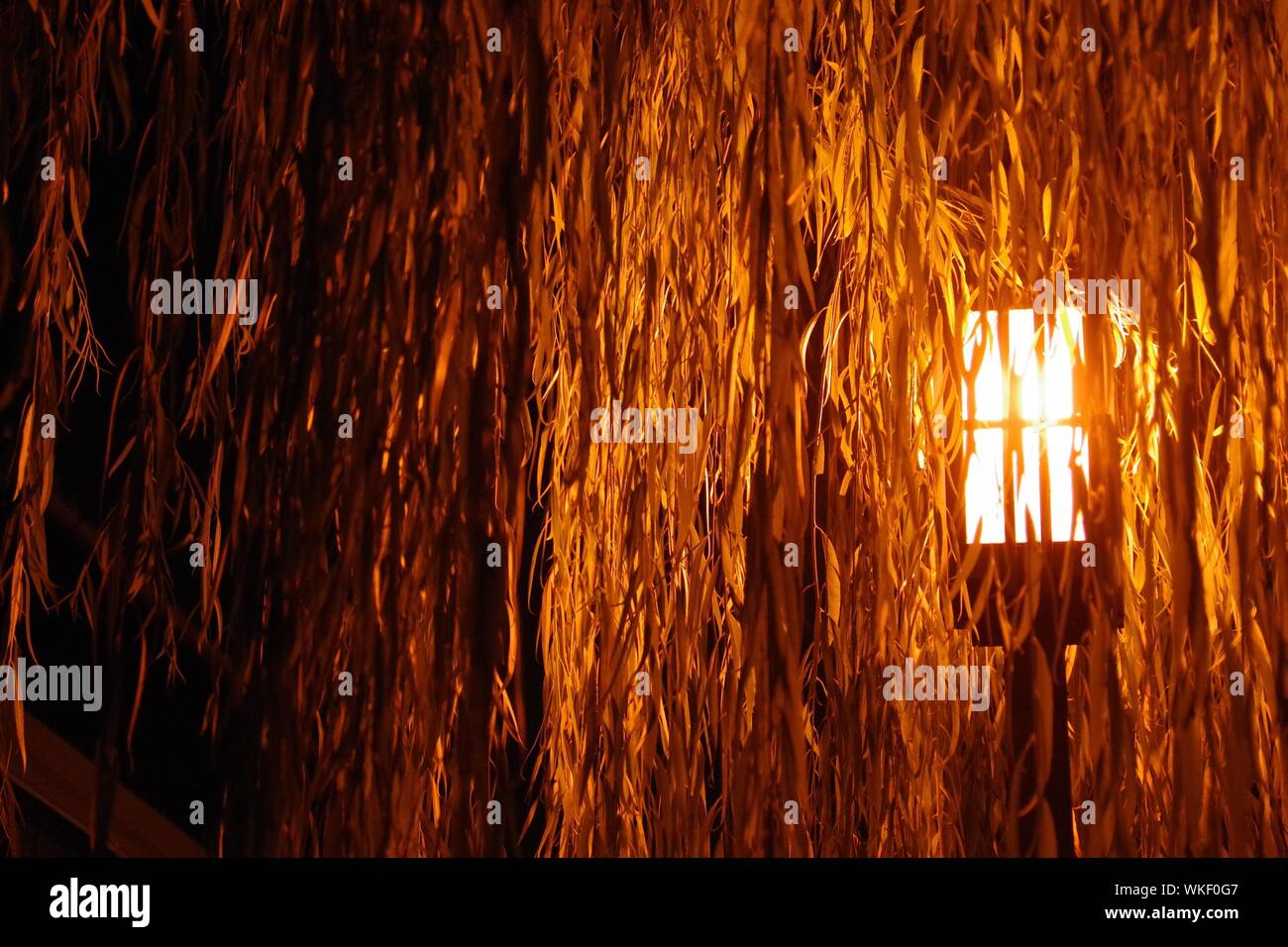 Night roots hi-res stock photography and images - Alamy