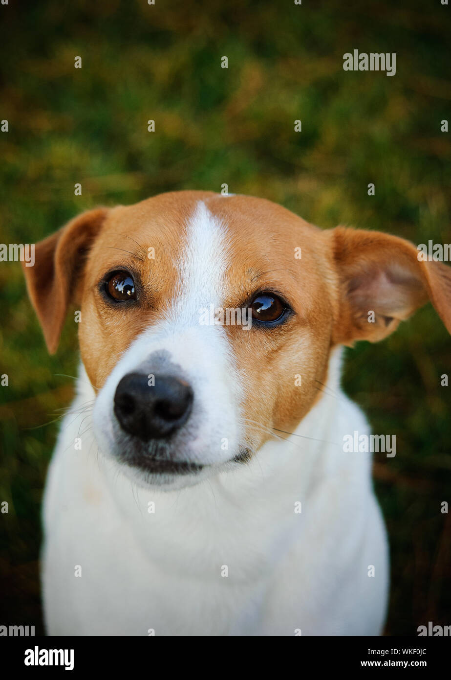 Jack russell terrier in field hi-res stock photography and images - Alamy