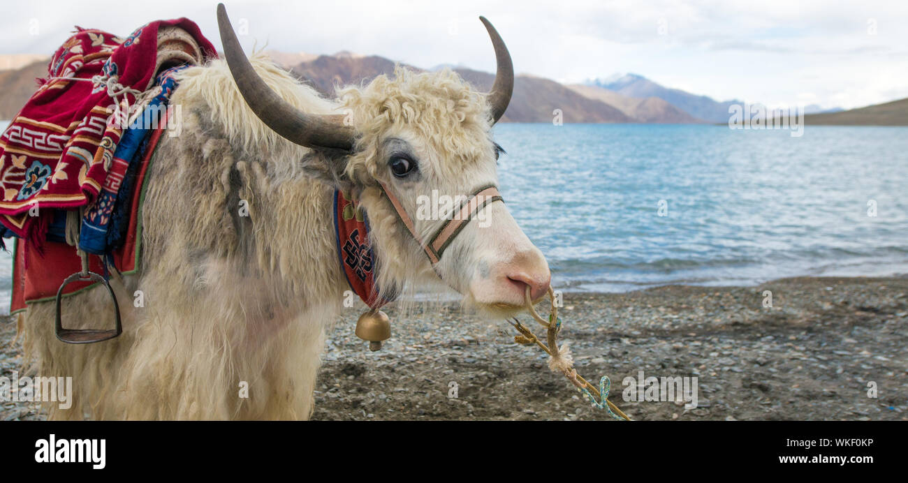 Himalayan Yak On Lakeshore Stock Photo - Alamy