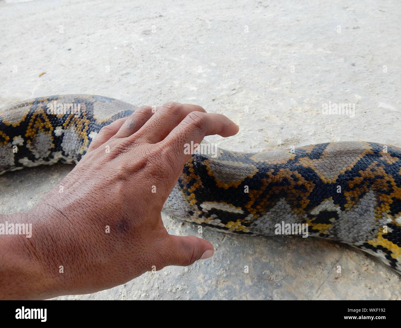 Male Snake High Resolution Stock Photography and Images - Alamy