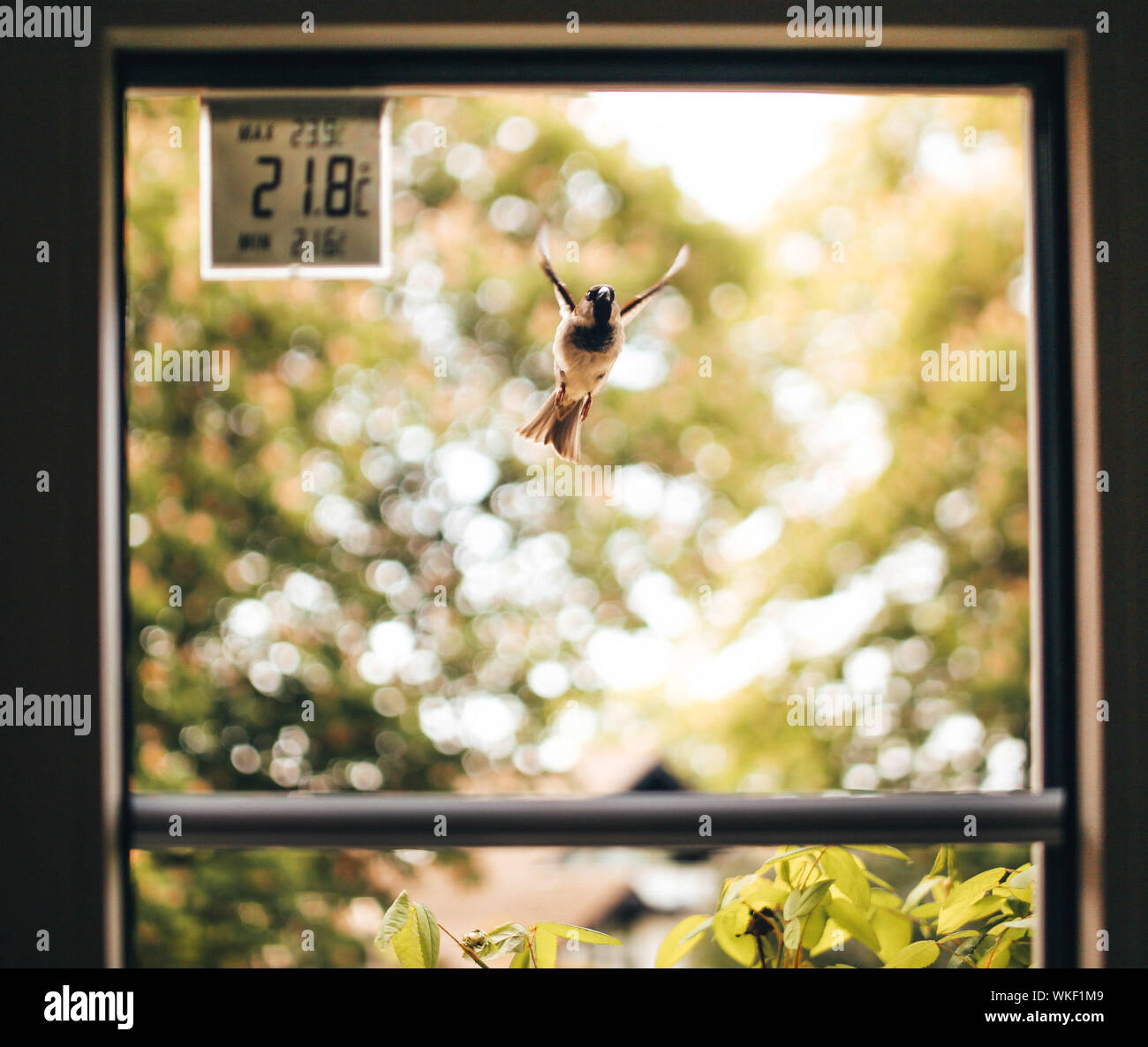 Bird flying into window hi-res stock photography and images - Alamy