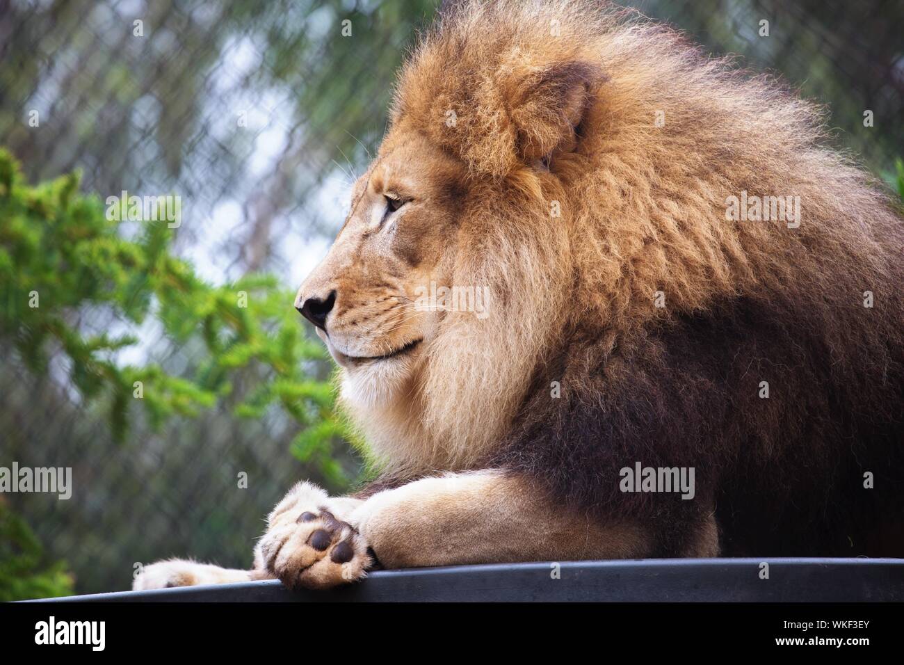 Lion zoo cage hi-res stock photography and images - Alamy