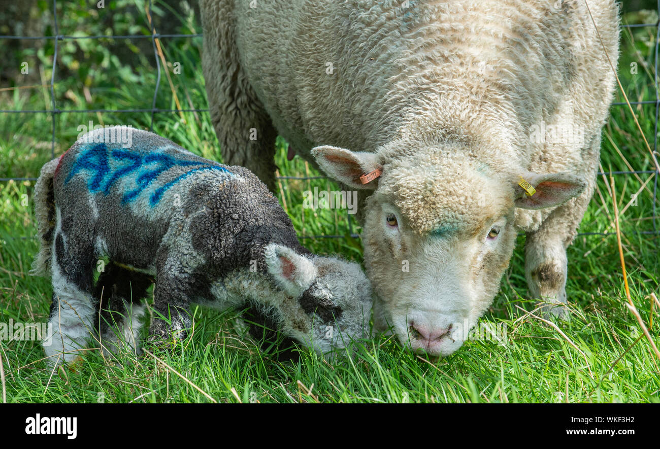 One year old lamb hi-res stock photography and images - Alamy