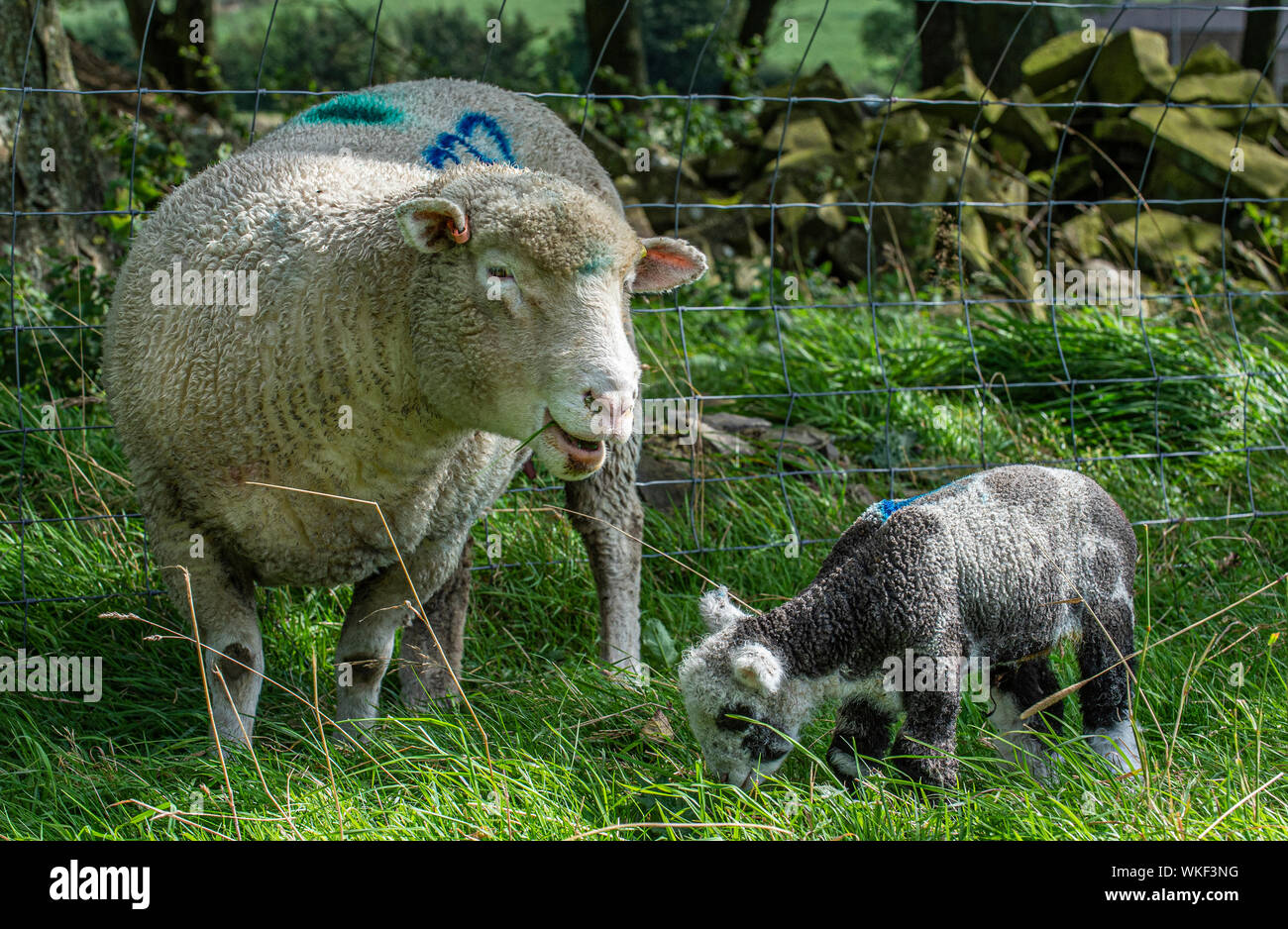 Sheep markings flock wool hi-res stock photography and images - Alamy