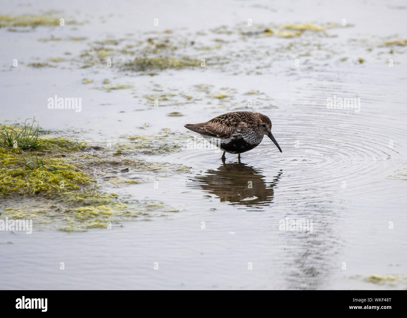 Dunlin in summer plumage, feeding in brackish pool, Grutness, Sumburgh ...