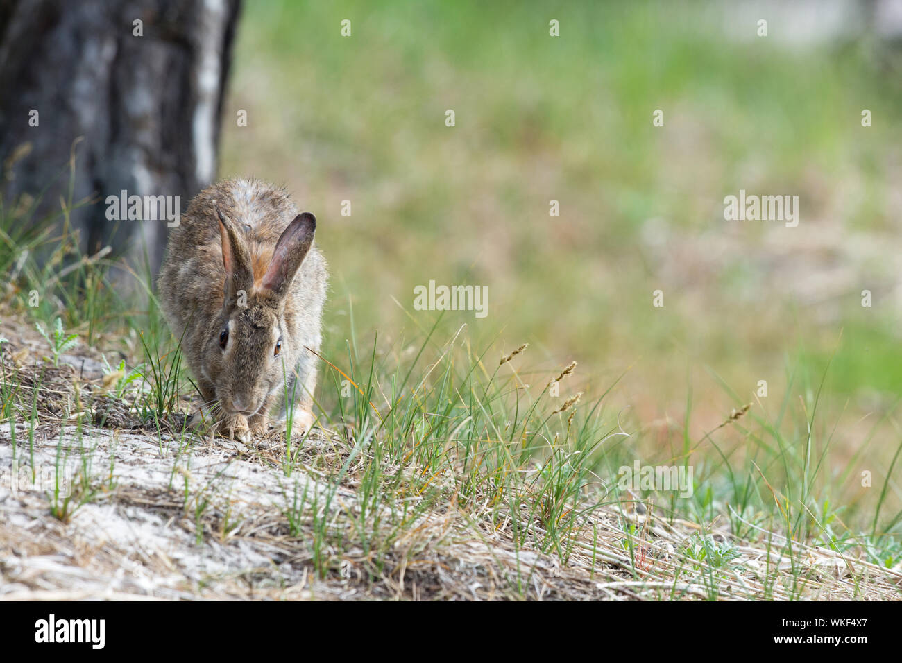 Common European rabbit in sand dunes Stock Photo - Alamy