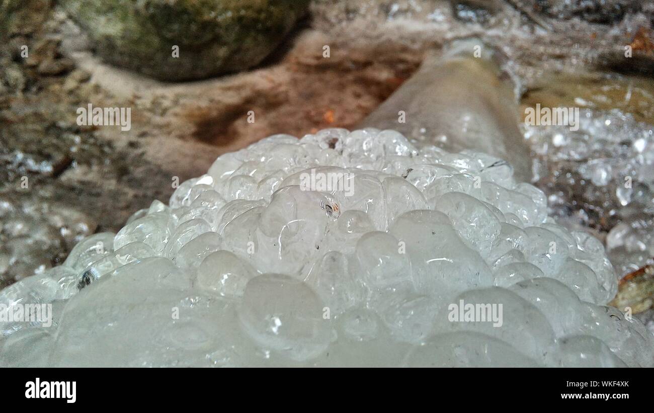 Fish egg hi-res stock photography and images - Alamy