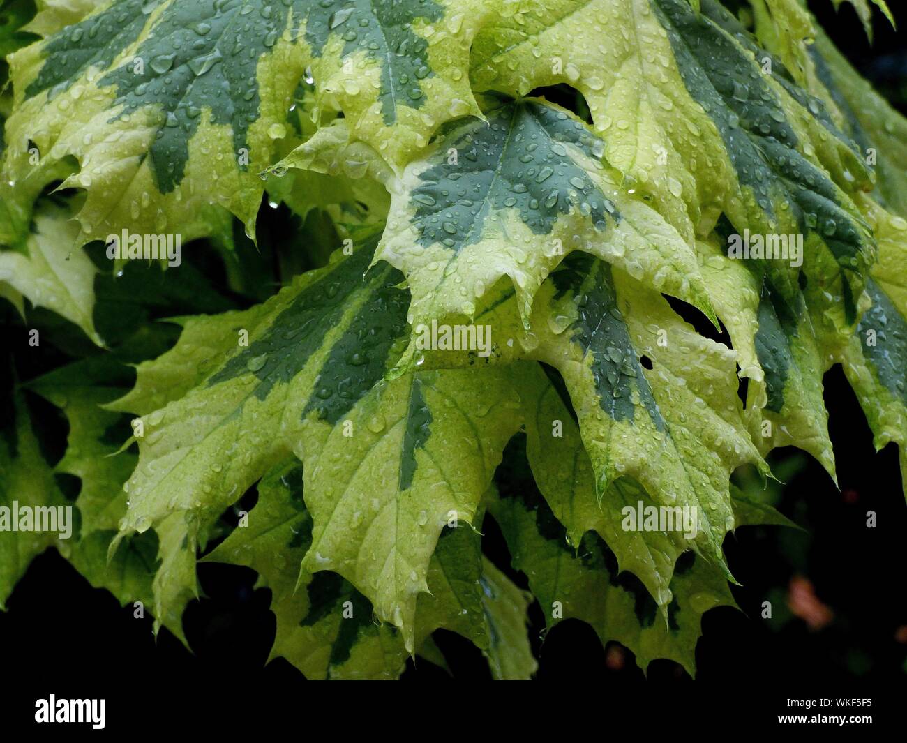 Tree in monsoon hi-res stock photography and images - Alamy