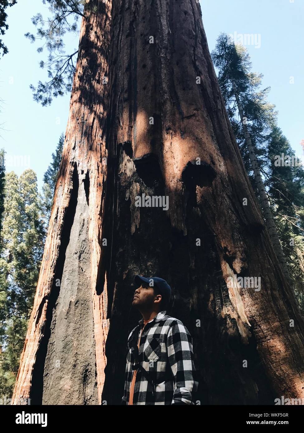 Sequoia tree man hi-res stock photography and images - Alamy