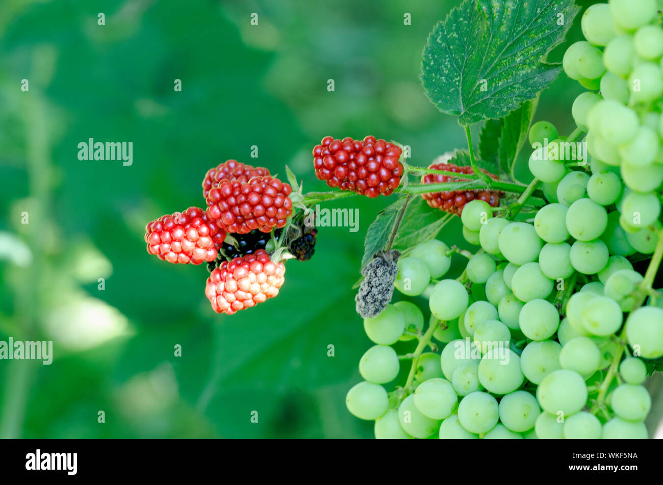 Mulberry drink hi-res stock photography and images - Alamy