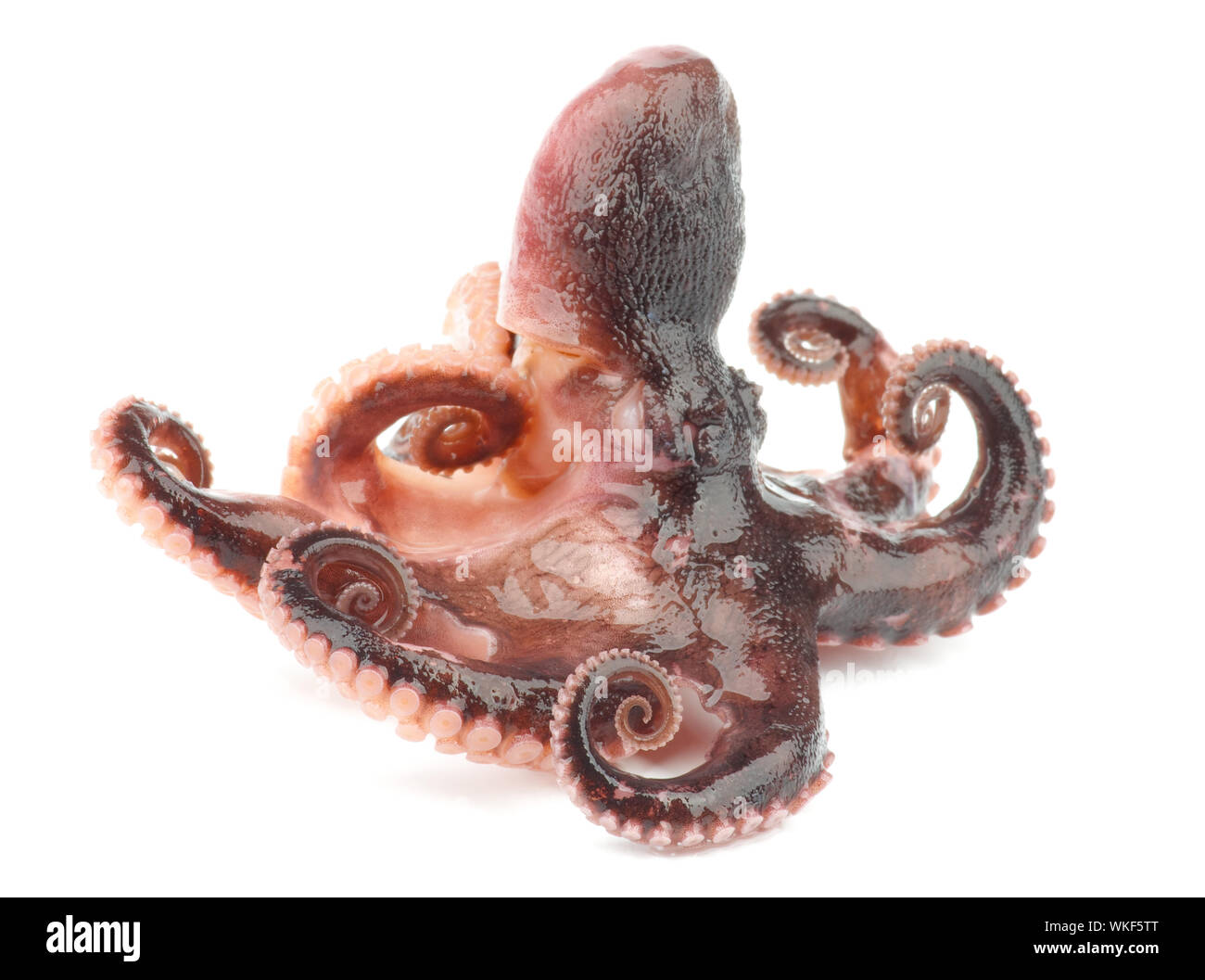 Delicious Smoked Octopus Full Body with Curled Tentacles isolated on ...