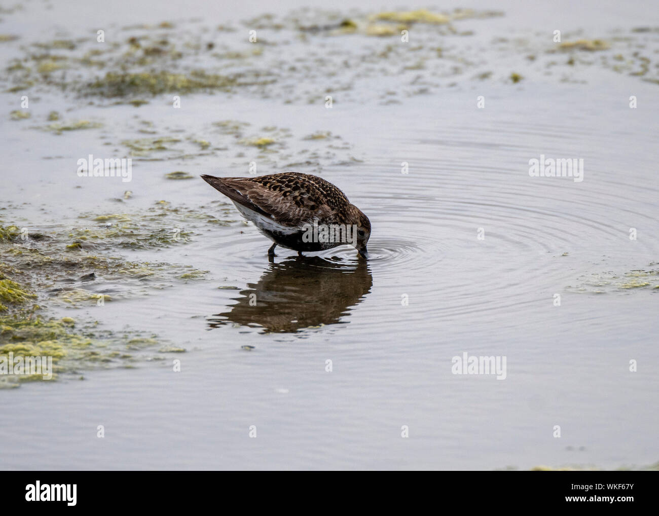 Dunlin in summer plumage, feeding in brackish pool, Grutness, Sumburgh ...