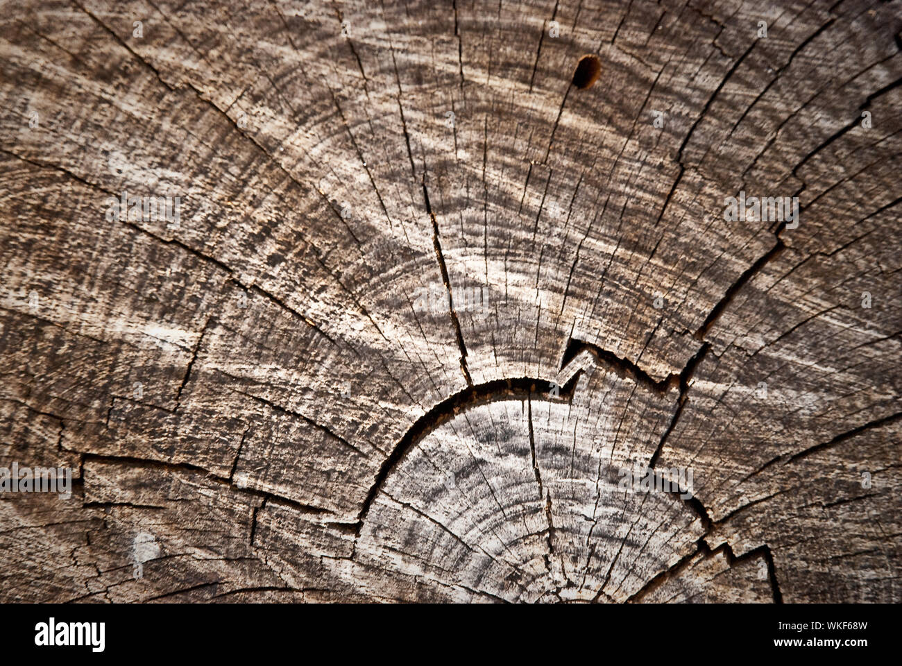 Old pine tree cut texture Stock Photo - Alamy