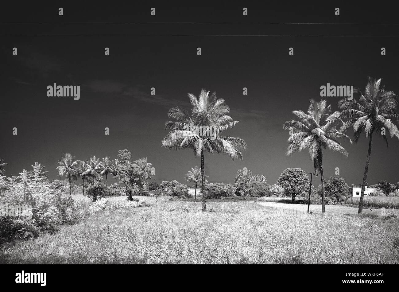 Palm field production hi-res stock photography and images - Alamy