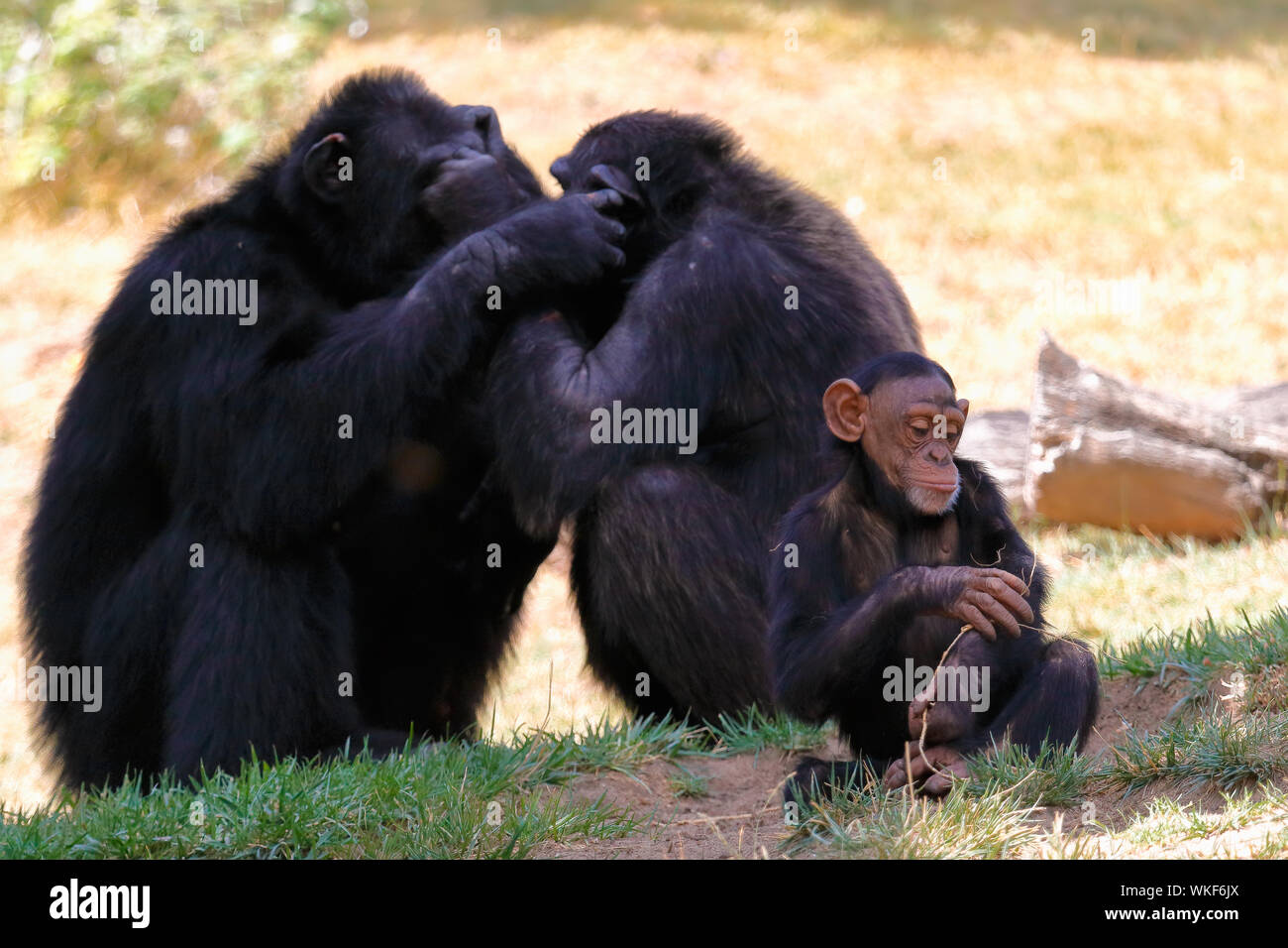 Chimpanzee family hi-res stock photography and images - Alamy