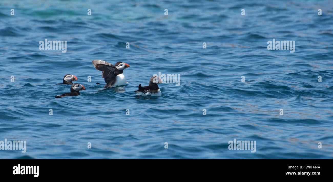 Puffins swimming hi-res stock photography and images - Alamy