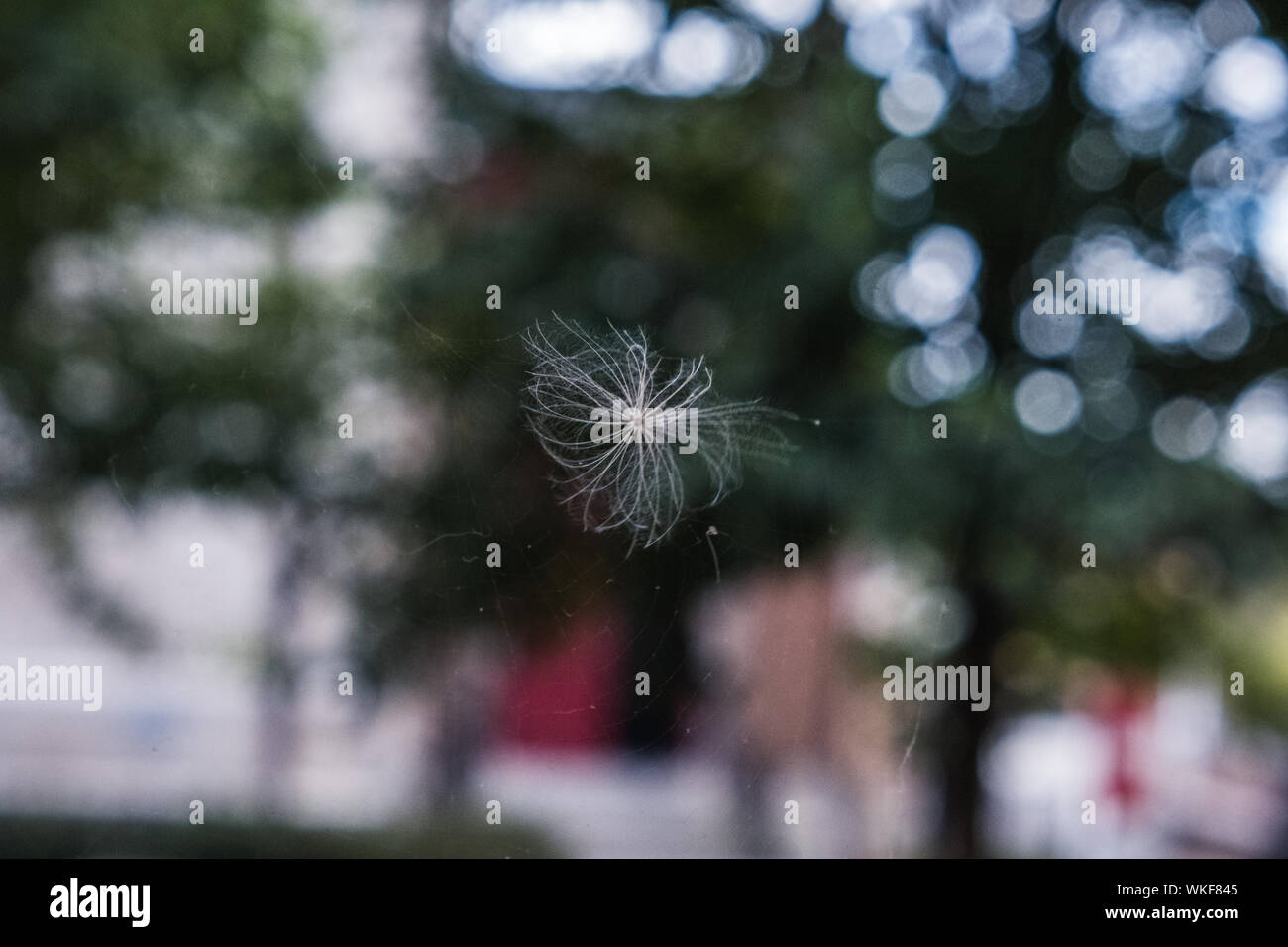 Spider web design roof hi-res stock photography and images - Alamy