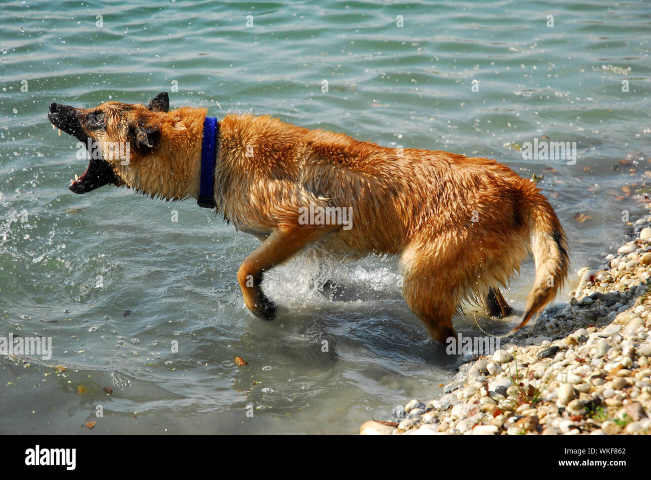 barking purebred belgian sheepdog malinois on a white background Stock ...
