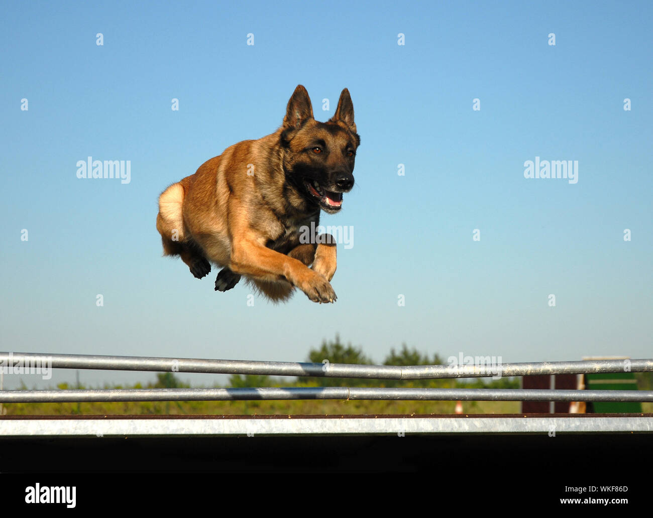 Jumping belgian malinois hi-res stock photography and images - Alamy