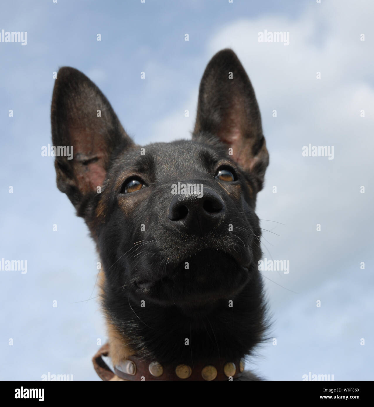 Malinois High Resolution Stock Photography and Images - Alamy
