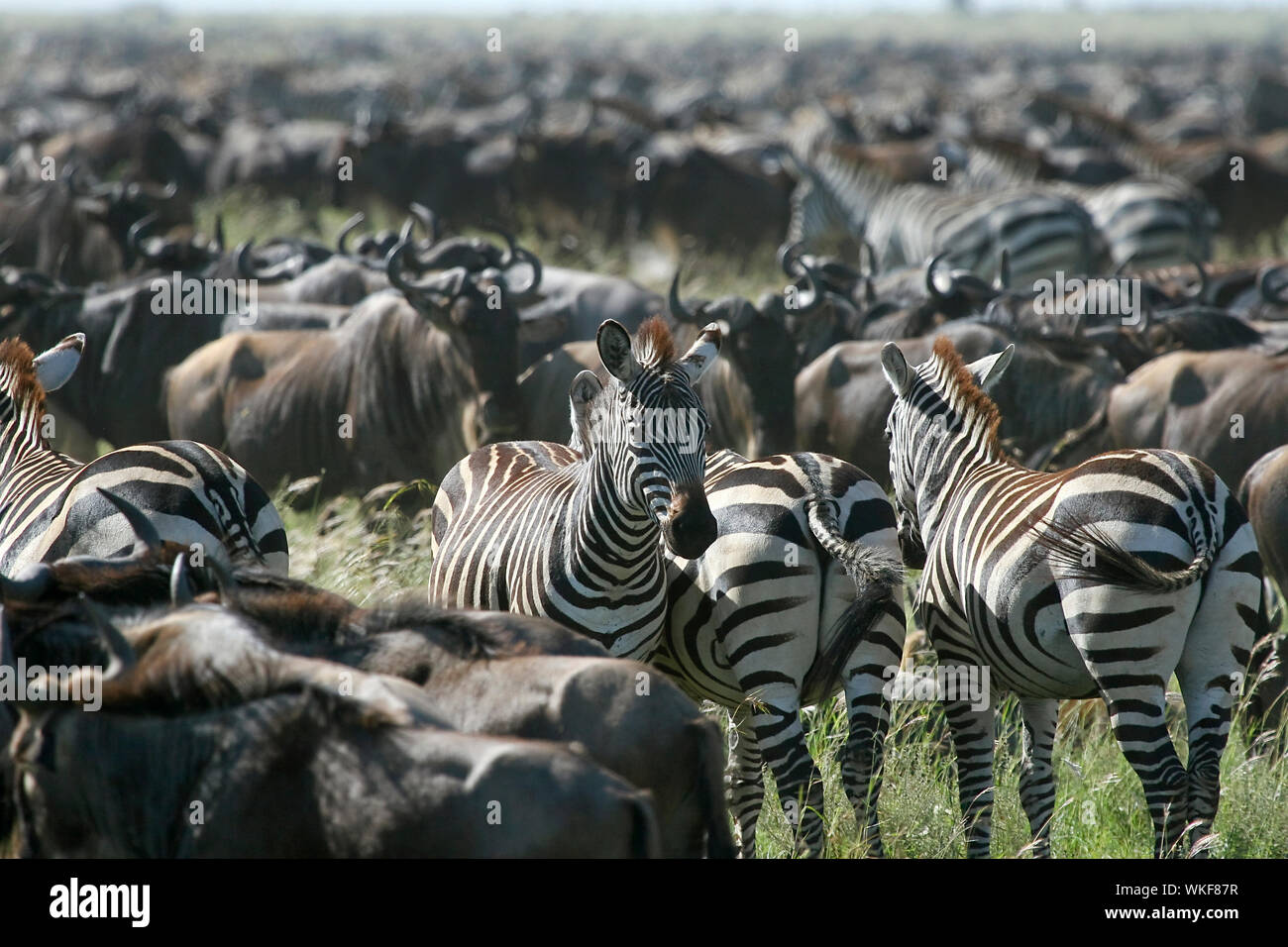 Zebra and wildebeast migration hi-res stock photography and images - Alamy