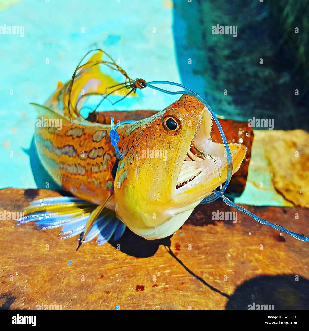 Fish tied up hi-res stock photography and images - Alamy