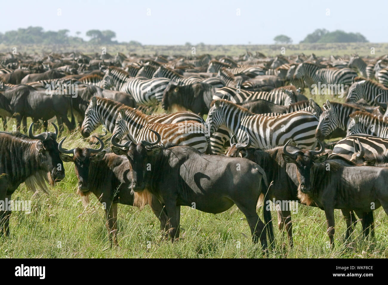 Zebra and wildebeast migration hi-res stock photography and images - Alamy