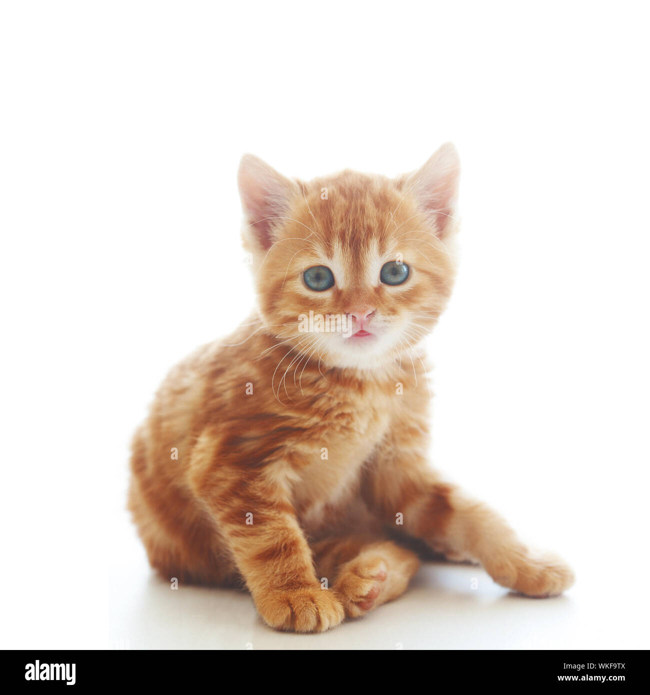 Cute little red kitten isolated on white background Stock Photo - Alamy