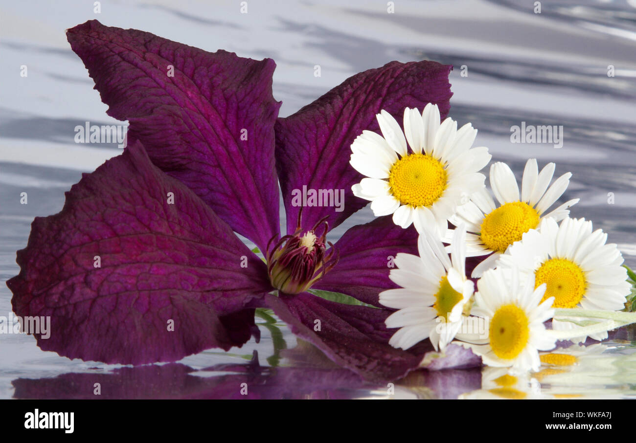 Composition from colors of a camomile and clematis on a foil Stock ...