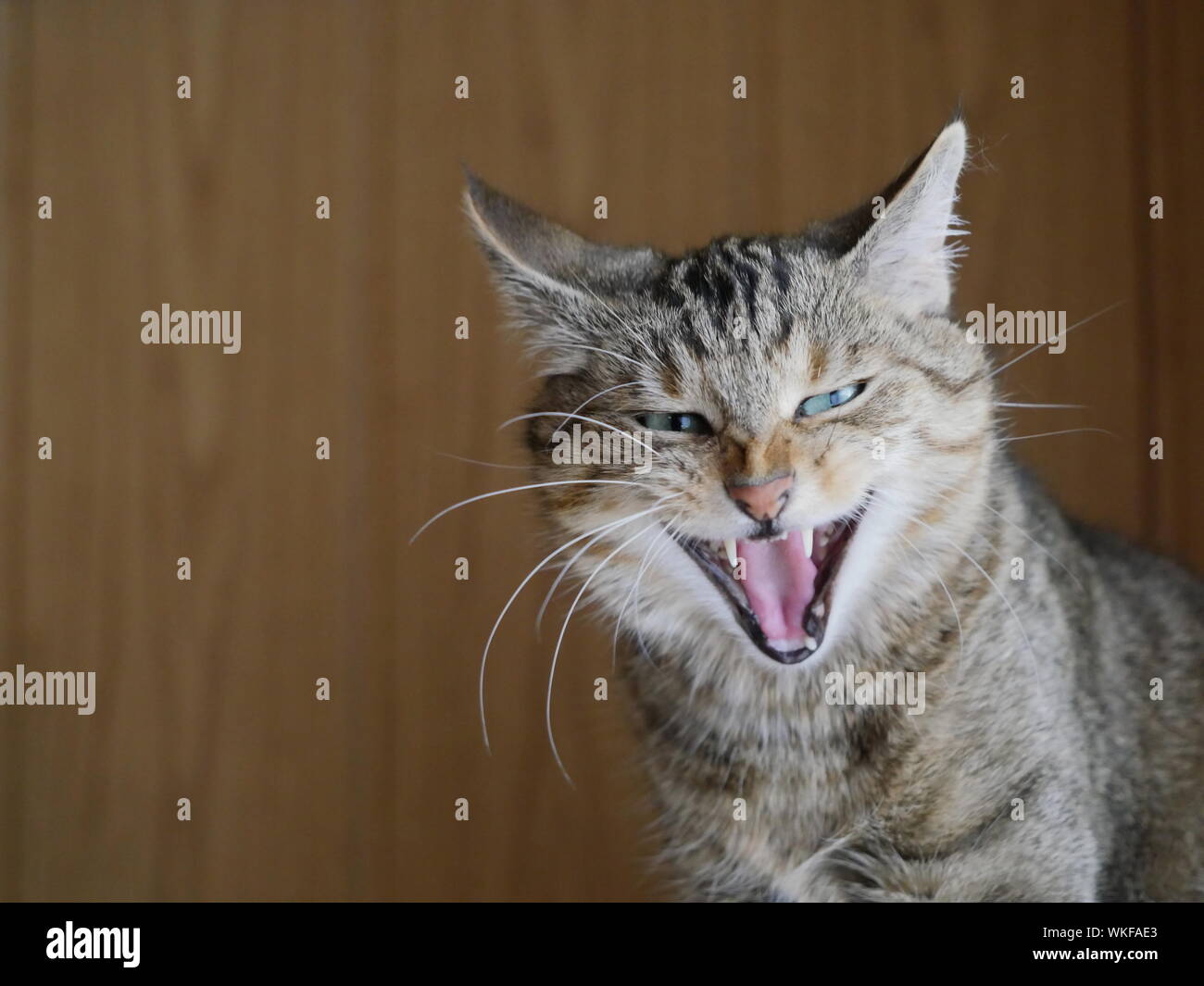 Snarling Cat High Resolution Stock Photography and Images - Alamy