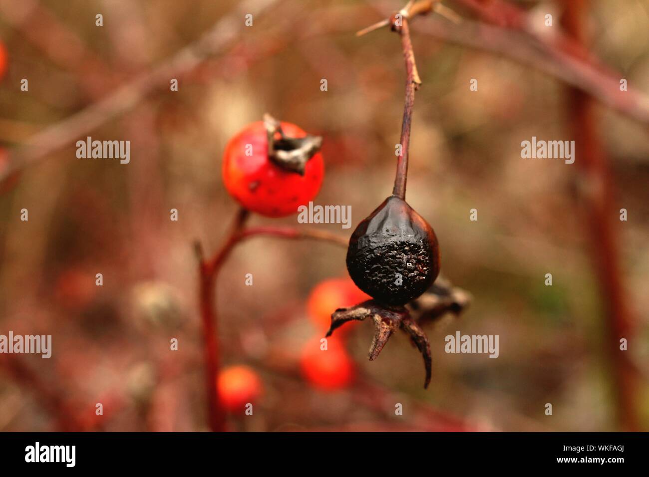 Rotten rose hi-res stock photography and images - Alamy