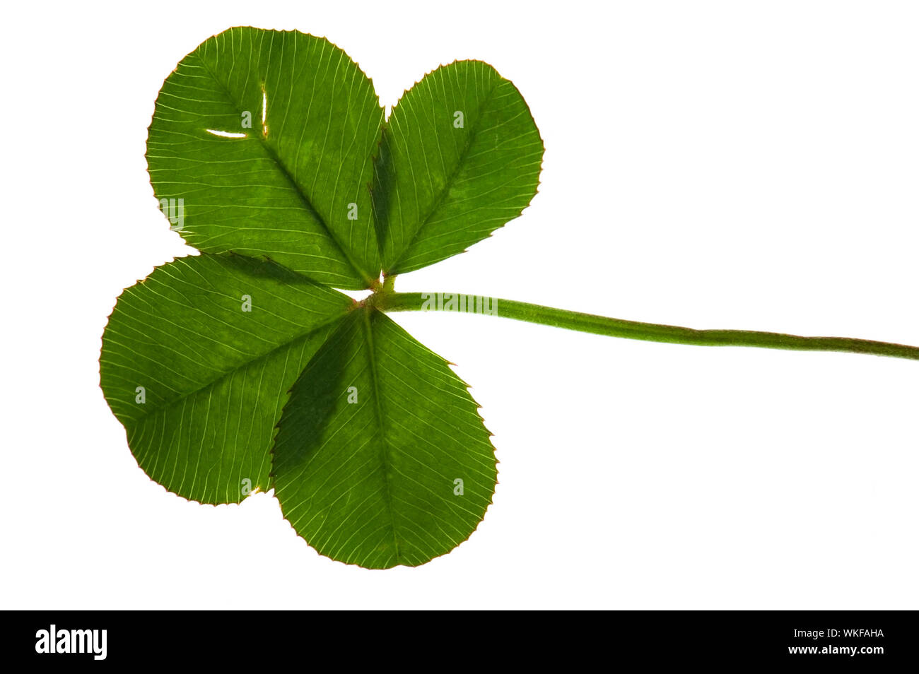 Four Leaf Clover isolated on the white background Stock Photo - Alamy